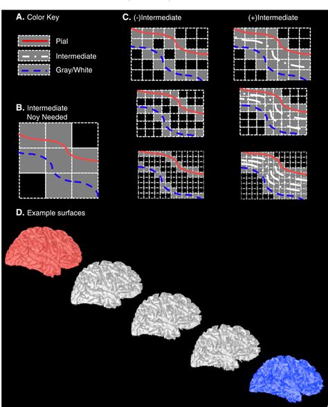 Figure 8 From Fractal Dimension Analysis Of The Cortical Ribbon In Mild