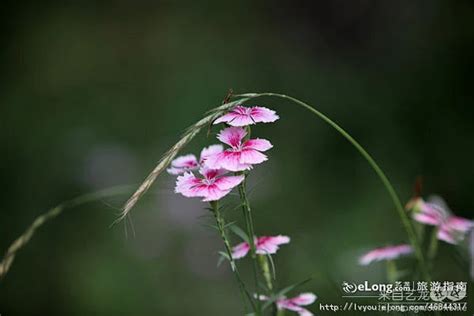 多图 朝阳公园的花花草草们 白飞飞外交笑笑旅游攻略 花瓣网