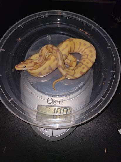 Banana Leopard Mojave Spider Ball Python By Candc Python Factory