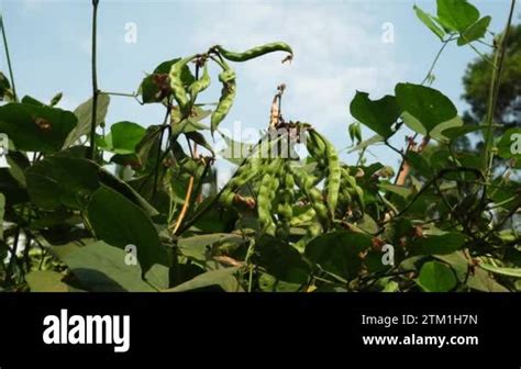 Pods Of Dolichos Lablab Stock Videos And Footage Hd And 4k Video Clips Alamy