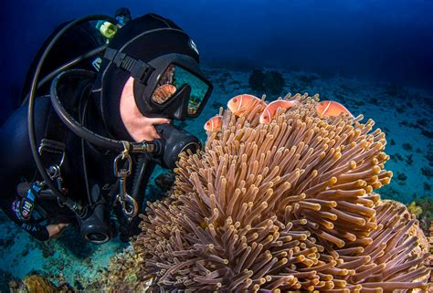 Snorkel Trips Great Barrier Reef Cairns At Paul Guerrero Blog