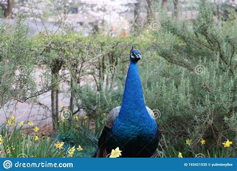 A Blue Peacock Staring Still In The Field Stock Image Image Of Still