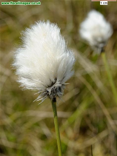 Eriophorum Vaginatum Picture 1 Of 13