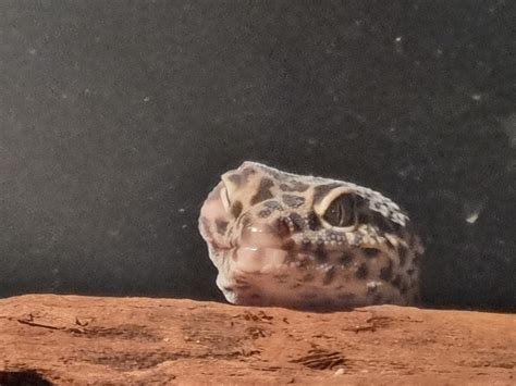 Gecko With Abscess Not Feeding Reptile Forums