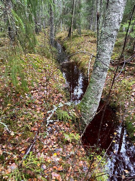 Utbobloggen Det Kom Ett Brev Från Skogsstyrelsen Atl