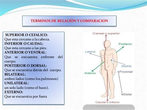 Diapositivas Anatomia Y Fisiologia 1