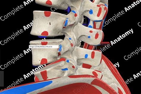 Origin Of Multifidus Muscle Complete Anatomy