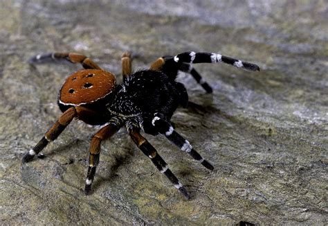 10 Most Beautiful Spiders In The World