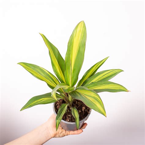 Kordylina krzewiasta 'Kiwi' | Cordyline fruticosa 'Kiwi'