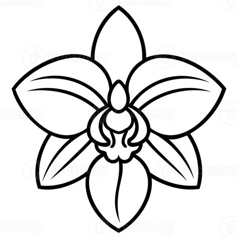 Simple Orchid Flower Line Art Illustration Minimalist Botanical Drawing