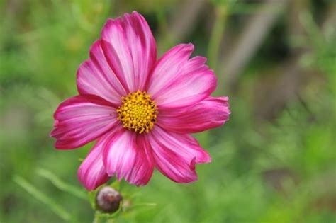 Cosmeen, schön, vielfältig | Gartenpflanzen, Garten, Pflanzen
