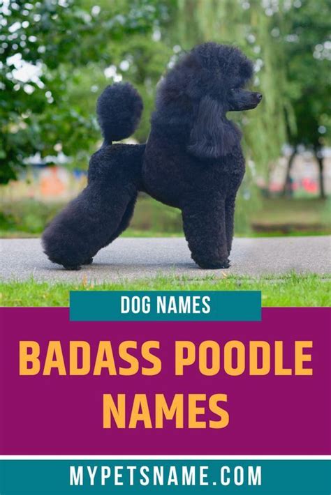 Black Miniature Poodle Names