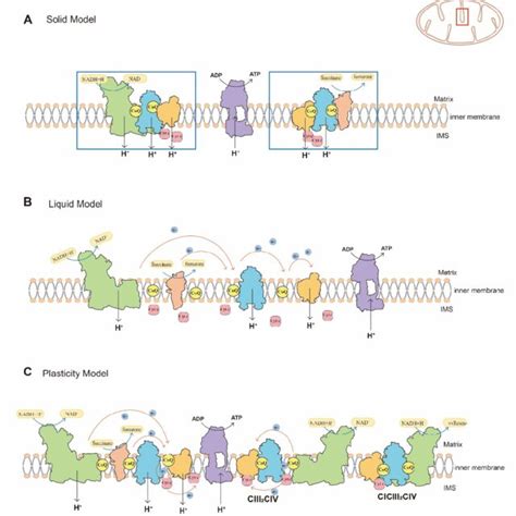 Schematic Representation Of The Different Assembly Models Of The Download Scientific Diagram