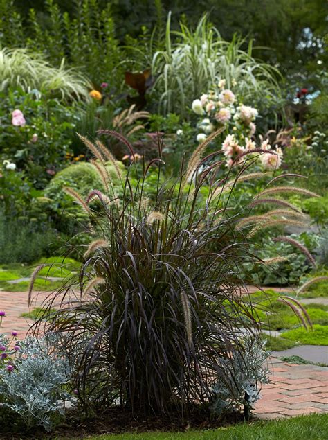 Miscanthus Grass