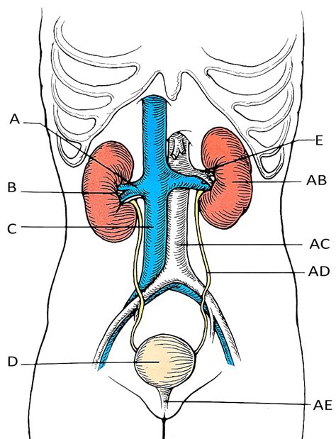 Human Urinary System Diagram Labeled Urinary Physiology Labe
