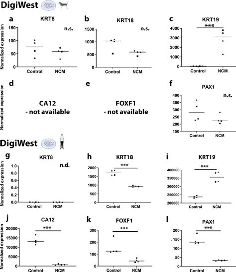 Figure 1 From Notochordal Cell Derived Matrix Inhibits Mapk Signaling