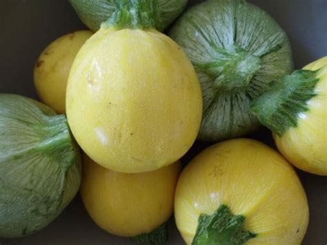 10 Summer Squash Varieties Some You Know Some You Dont Modern Farmer