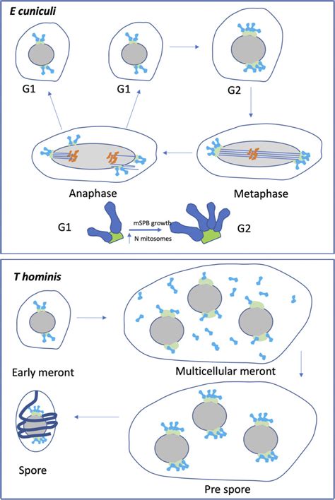 Biogenesis Inheritance And 3d Ultrastructure Of The Microsporidian