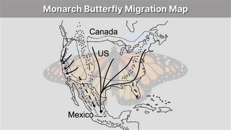 Monarch Butterfly Migration Routes Timing And Survival Journey