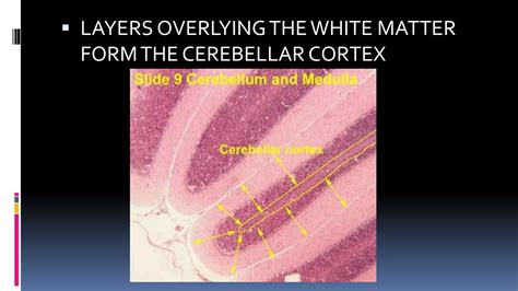 Histology Of Cerebellum Pptx