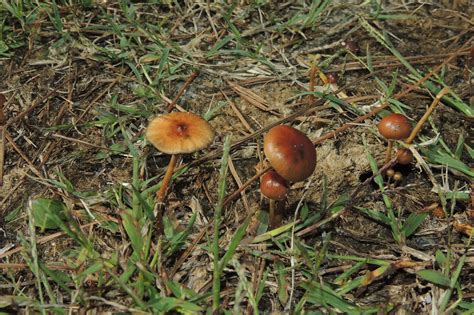 Maryland Biodiversity Project - Dung-loving Deconica (Deconica coprophila)