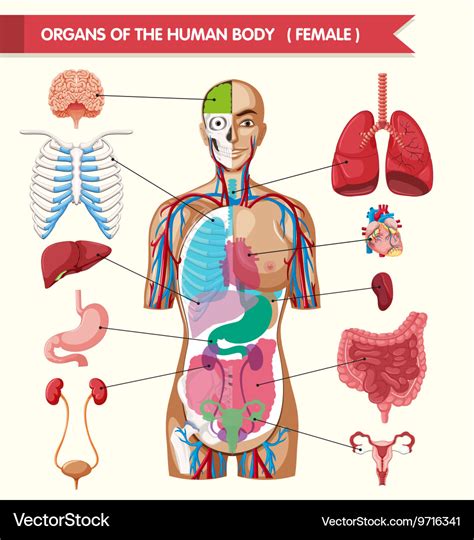 The Ultimate Human Body Organs Guide The Anatomy You Need To Know