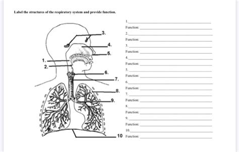 Solved Label The Structures Of The Respiratory System And Chegg