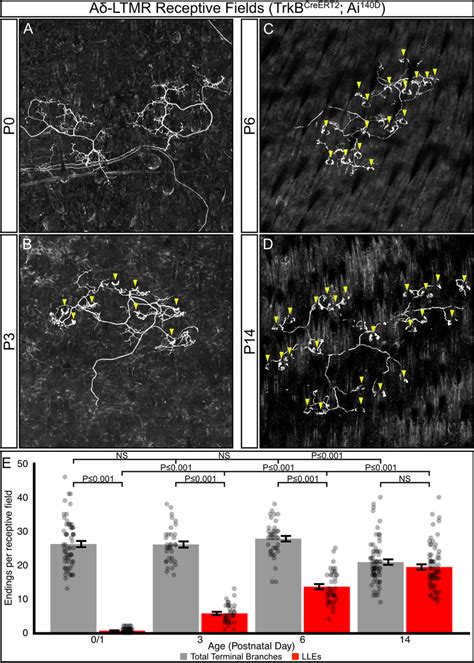 Aδ Ltmrs Develop Longitudinal Lanceolate Endings Lles After