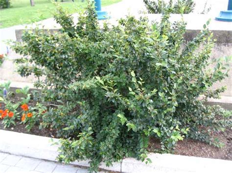Average Cotoneaster Acutifolia