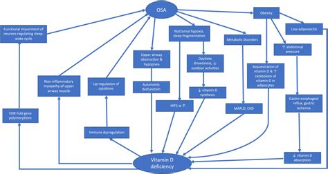 Relationship Between Obstructive Sleep Apnea And Vitamin D