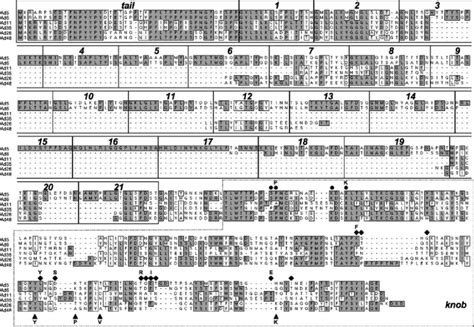 Alignment Of Fiber Proteins From Adenoviral Serotypes Used In This