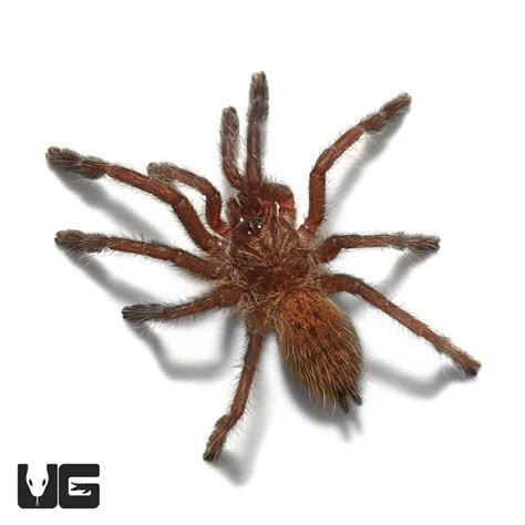 Orange Starburst Baboon Tarantula Pterinochilus Murinus For Sale