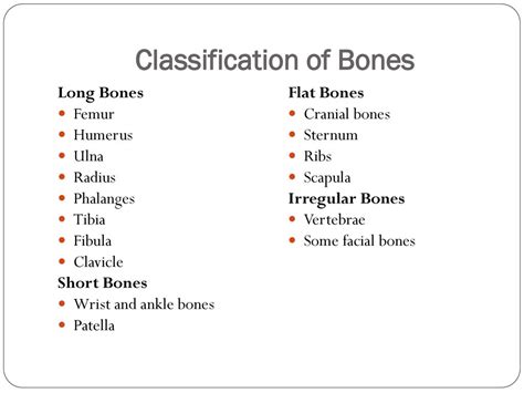 The Skeletal System Ppt Download