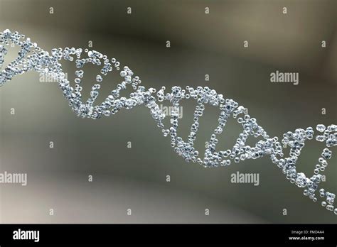 Dna Molecule Computer Illustration Of A Double Stranded Dna Deoxyribonucleic Acid Molecule