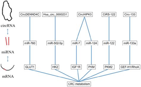 The Interaction Between Mirna And Circrna Download Scientific Diagram
