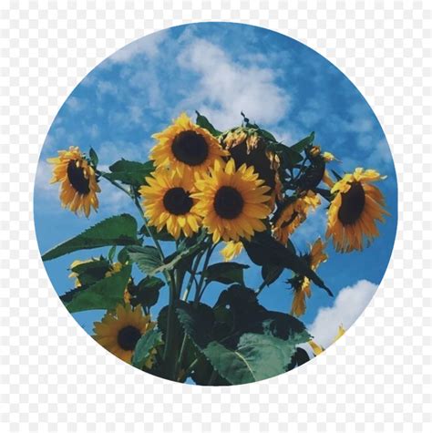Sunflower Sunflowers Circle Icon Aesthetic Profile Pics Sunflower Png