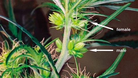 7 Common Cannabis Plant Mutations 42 Fast Buds
