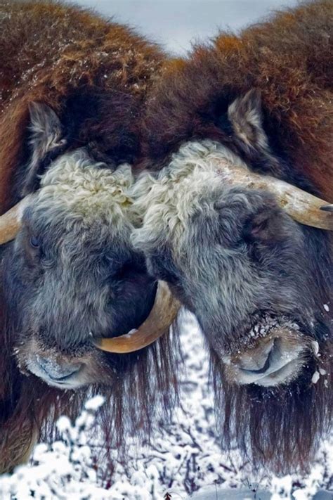 Wallpaper Usa Alaska Musk Ox Horns Snow 1920x1080 Full Hd 2k
