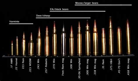 Rifle Bullet Size Comparison Chart Printable Free Templates