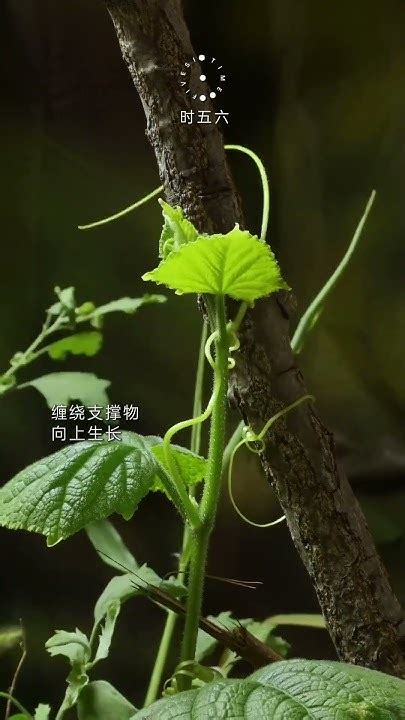 瓜界的 喷子”：喷瓜如何用 喷射”征服荒野 2025中国野生生物影像年赛 中国野生生物影像年赛 Youtube