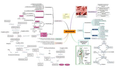 Mapa Mental Sistema Imunológico Mapa Meta