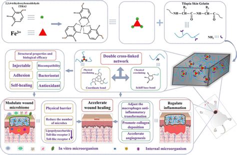A Physicochemical Double Cross Linked Gelatin Hydrogel With Enhanced Antibacterial And Anti