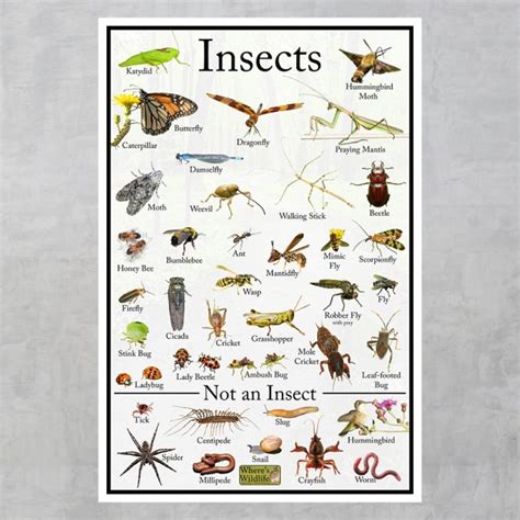 Insects Educational Wildlife Identification Poster