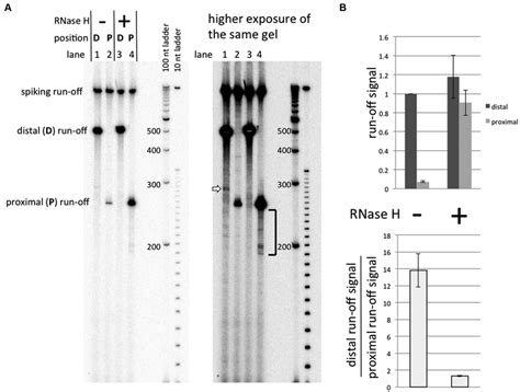 Effect Of Rnase H Upon Transcription Substrates Containing The G Rich Download Scientific