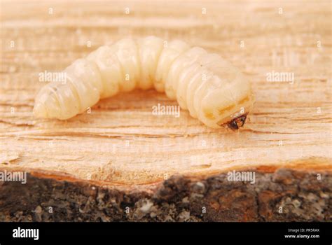 Wood Beetle Larvae Identification At Ricky Payne Blog