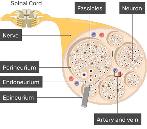 Anatomy Of The Nerve The Sciatic Nerve Is Formed Within The Pelvis