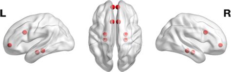 Fear Network In Humans The Amygdala And The Dacc Exhibit Robust
