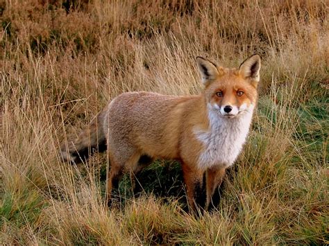 Der Fuch Foto And Bild Tiere Natur Bilder Auf Fotocommunity