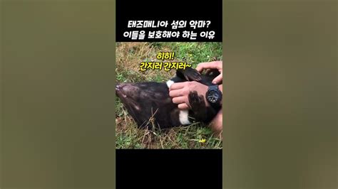 태즈매니아 섬의 악마 이들을 보호해야 하는 이유 Youtube