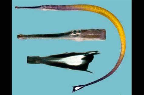 Syngnathidae